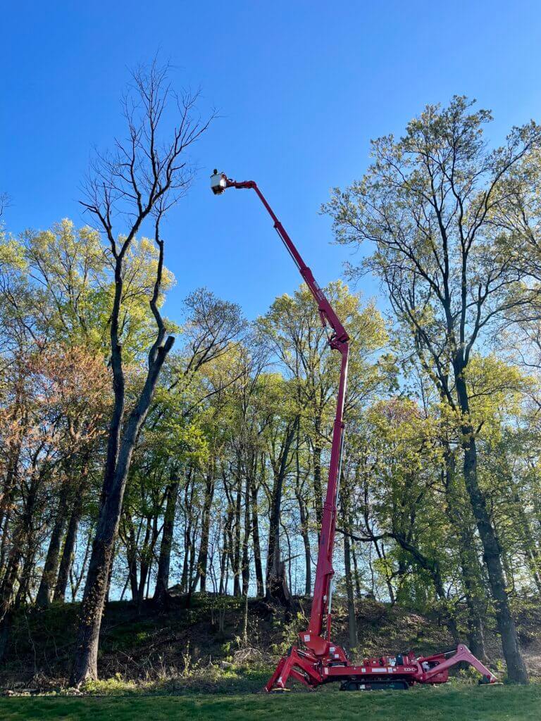Spider - Peters Todd's Tree Service